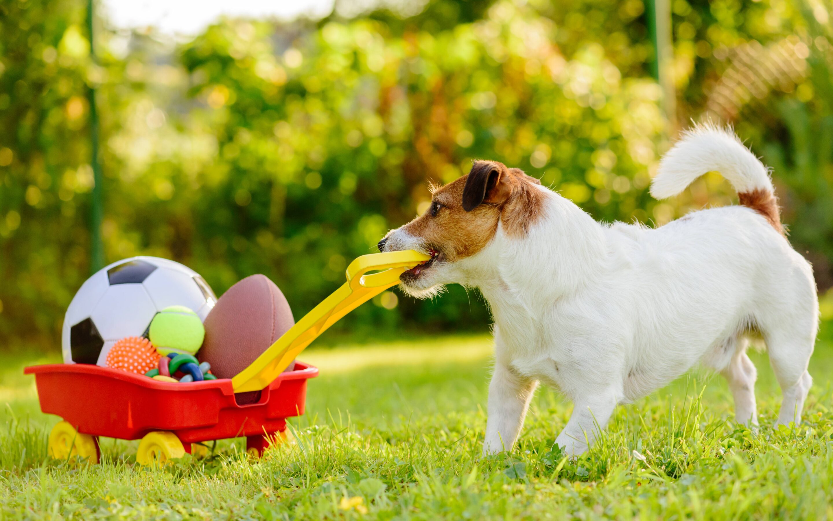 Pet Supply Samples: Free and Discounted Treats, Toys, and Essentials ...
